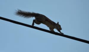 Why Don't Birds and Squirrels Get Electrocuted Sitting on Power Lines?
