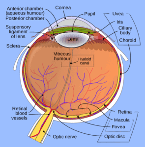 What is Bionic Eye and How Does it Work? - Electrical Technology