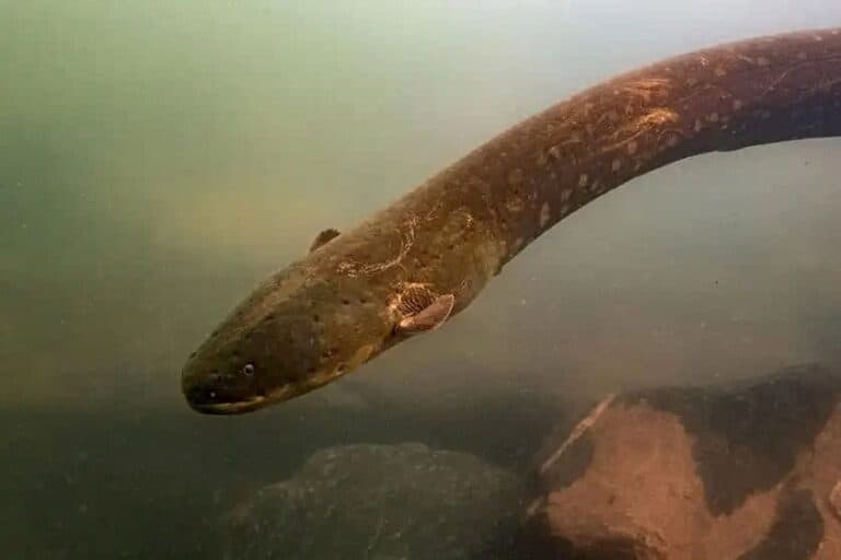 Powerful Electrophorus Voltai Eel that Can Shock up to 860V